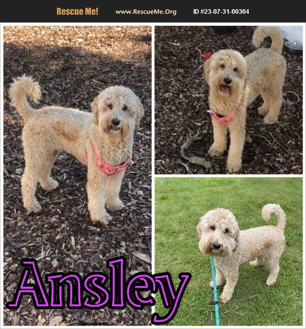 ADOPT 23073100304 ~ Poodle Rescue ~ Hatfield, PA