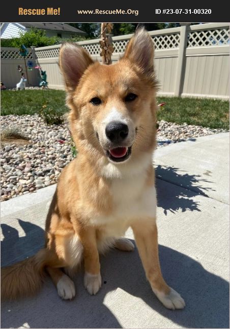 ADOPT 23073100320 ~ Corgi Rescue ~ Muskego, WI