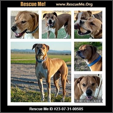 - Arizona Boxer Rescue - ADOPTIONS - Rescue Me!