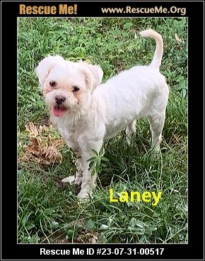 - North Carolina Maltese Rescue - ADOPTIONS - Rescue Me!