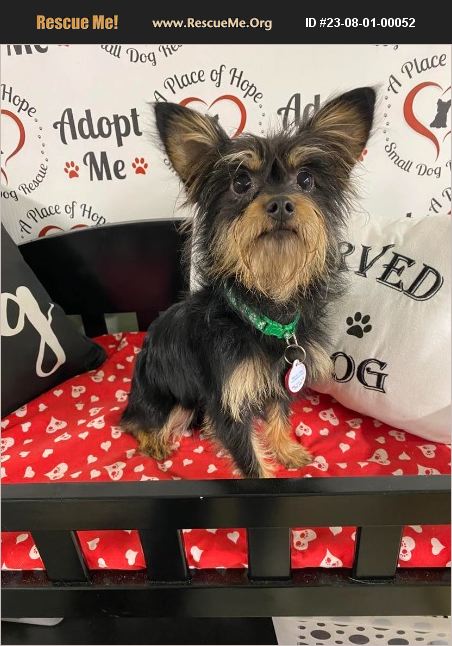 ADOPT 23080100052 ~ Yorkie Rescue ~ Pensacola, FL