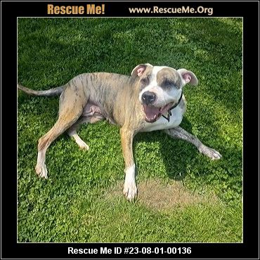 - West Virginia Dog Rescue - ADOPTIONS - Rescue Me!