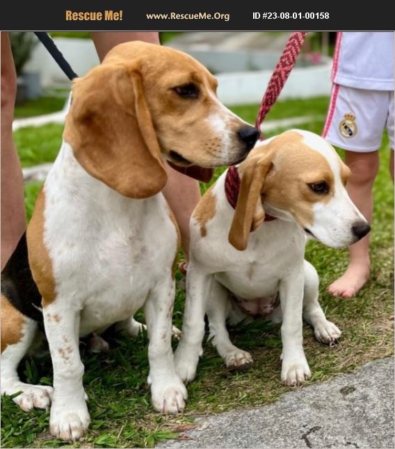 ADOPT 23080100158 ~ Beagle Rescue ~ Cincinnati, OH