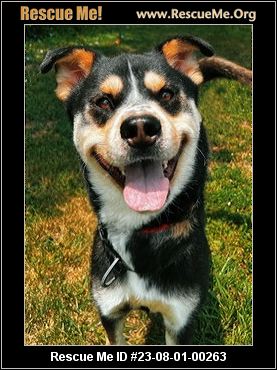 - Indiana Dog Rescue - ADOPTIONS - Rescue Me!