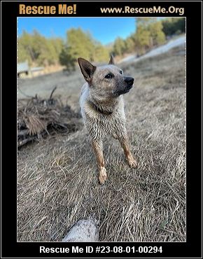 - New Mexico Dog Rescue - ADOPTIONS - Rescue Me!