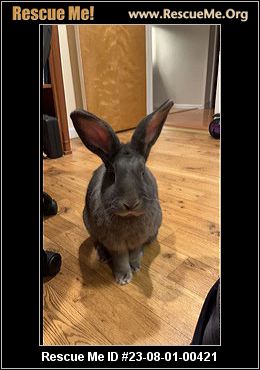 - New Jersey Rabbit Rescue - ADOPTIONS - Rescue Me!