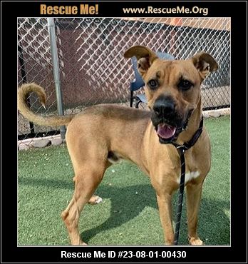 - Arizona Boxer Rescue - ADOPTIONS - Rescue Me!