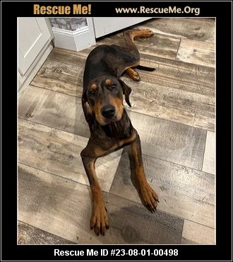 - South Carolina Dog Rescue - ADOPTIONS - Rescue Me!