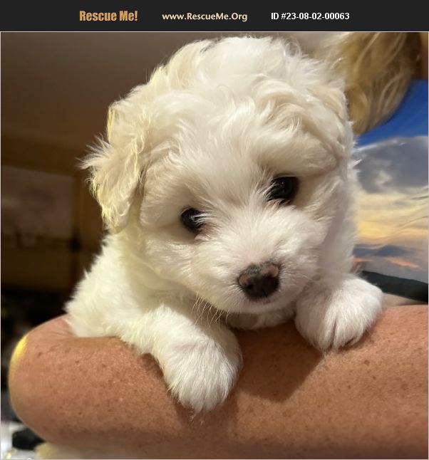 ADOPT 23080200063 ~ Pomeranian Rescue ~ Hollister, MO