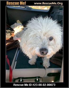 - California Maltese Rescue - ADOPTIONS - Rescue Me!