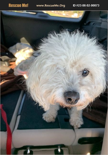 ADOPT 23080200073 ~ Maltese Rescue ~ San Diego, CA