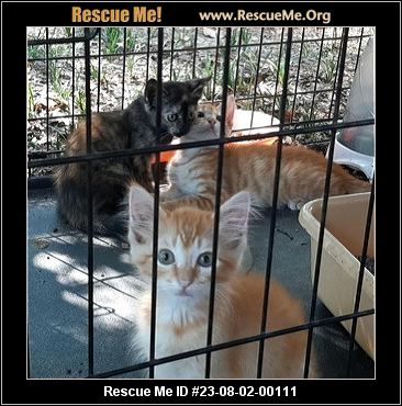 - Florida Cat Rescue - ADOPTIONS - Rescue Me!