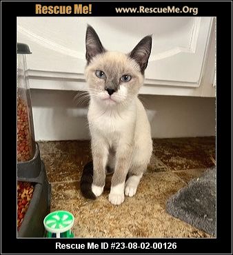 - California Siamese Rescue - ADOPTIONS - Rescue Me!