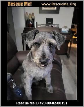- Texas Schnauzer Rescue - ADOPTIONS - Rescue Me!