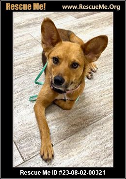 - California Corgi Rescue - ADOPTIONS - Rescue Me!