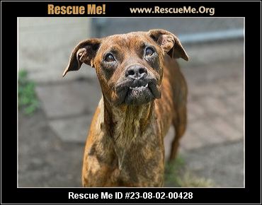 - Florida Boxer Rescue - ADOPTIONS - Rescue Me!