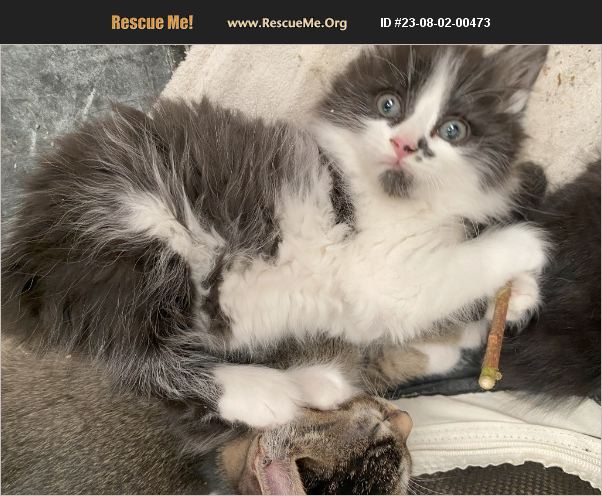 ADOPT 23080200473 ~ Domestic Cat Rescue ~ Kettering, OH