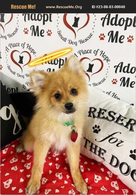 ADOPT 23080300040 ~ Pomeranian Rescue ~ Pensacola, FL