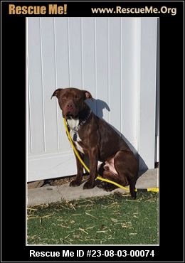 - Arizona Pit Bull Rescue - ADOPTIONS - Rescue Me!