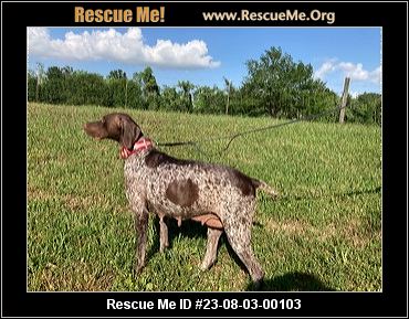 - Texas German Shorthaired Pointer Rescue - ADOPTIONS - Rescue Me!