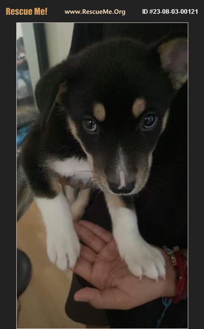 ADOPT 23080300121 ~ Corgi Rescue ~ Beaverton, OR