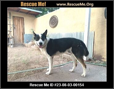 - New Mexico Dog Rescue - ADOPTIONS - Rescue Me!