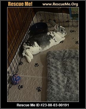 - Virginia Rabbit Rescue - ADOPTIONS - Rescue Me!
