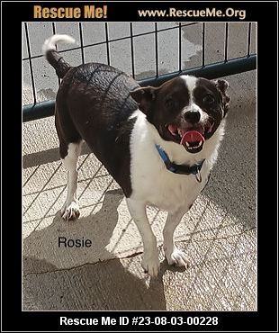 - Pennsylvania Dog Rescue - ADOPTIONS - Rescue Me!