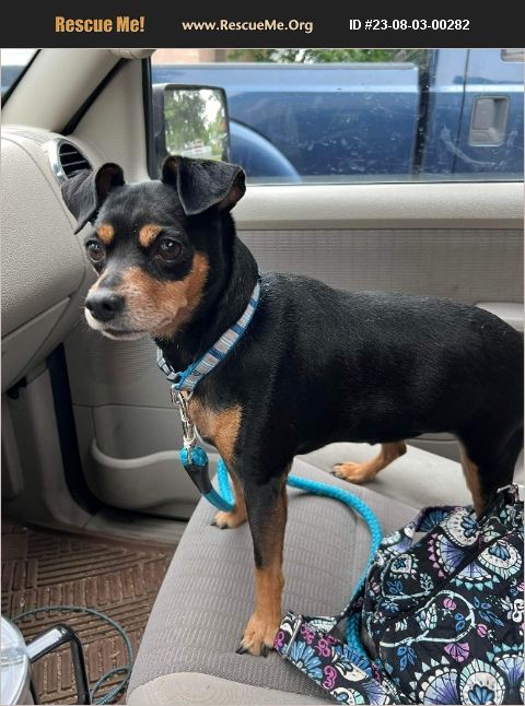 ADOPT 23080300282 ~ Miniature Pinscher Rescue ~ Stark County, OH