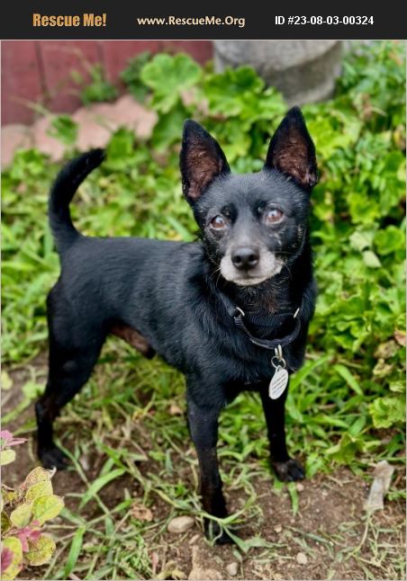 ADOPT 23080300324 ~ Schipperke Rescue ~ Los Angeles, CA