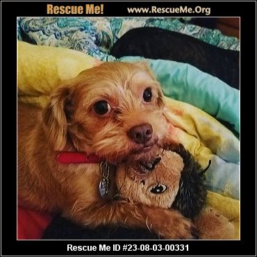 - Tennessee Yorkie Rescue - ADOPTIONS - Rescue Me!