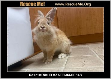 - California Rabbit Rescue - ADOPTIONS - Rescue Me!