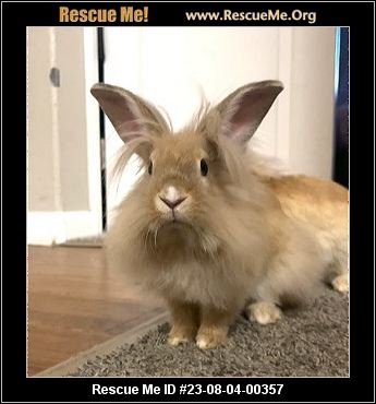 - California Rabbit Rescue - ADOPTIONS - Rescue Me!