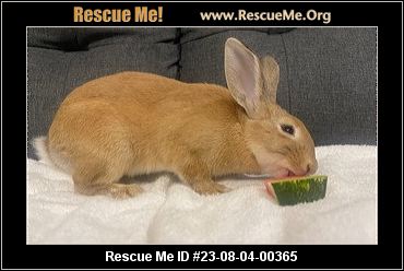 - California Rabbit Rescue - ADOPTIONS - Rescue Me!