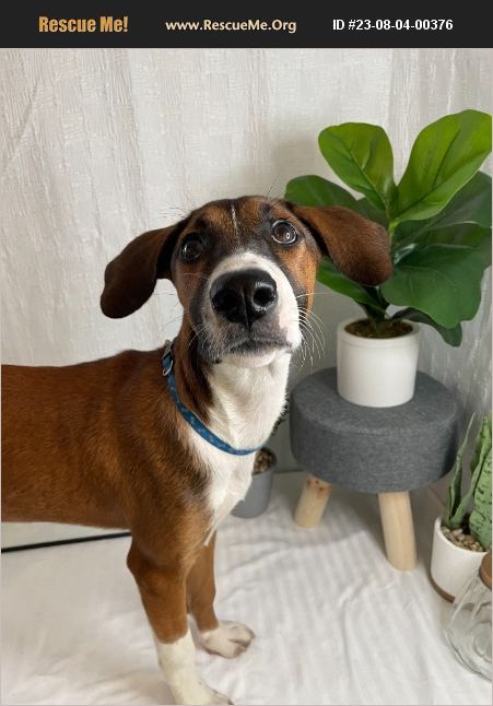 ADOPT 23080400376 ~ Beagle Rescue ~ Dauphin County, PA