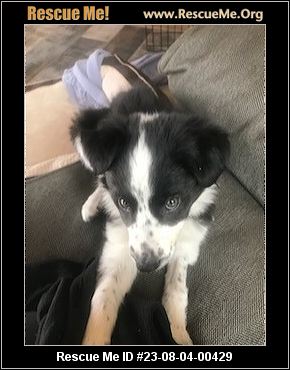 - Ohio Border Collie Rescue - ADOPTIONS - Rescue Me!