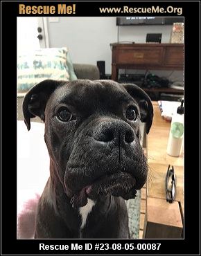 - Georgia Boxer Rescue - ADOPTIONS - Rescue Me!