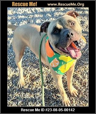 - Arizona Pit Bull Rescue - ADOPTIONS - Rescue Me!