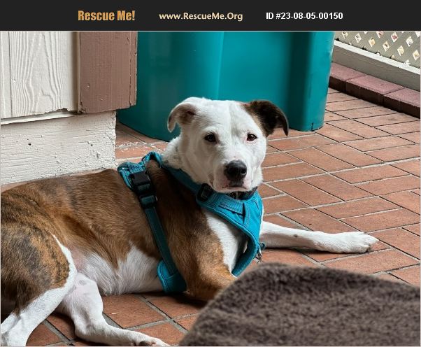 ADOPT 23080500150 ~ Staffordshire Bull Terrier Rescue ~ Boynton Beach, FL