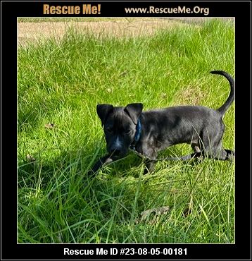 - Mississippi Dog Rescue - ADOPTIONS - Rescue Me!