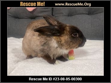 - California Rabbit Rescue - ADOPTIONS - Rescue Me!