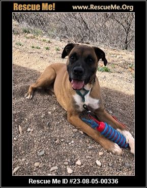 - Arizona Boxer Rescue - ADOPTIONS - Rescue Me!