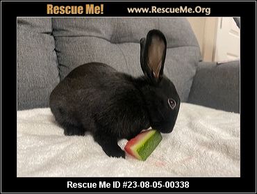 - California Rabbit Rescue - ADOPTIONS - Rescue Me!