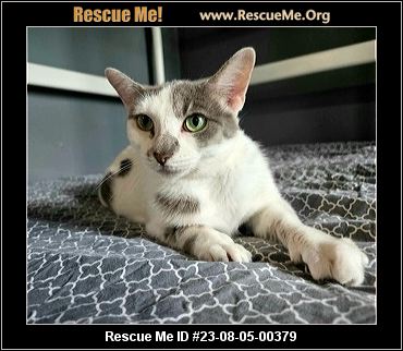 - Wisconsin Cat Rescue - ADOPTIONS - Rescue Me!