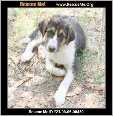 - South Carolina Dog Rescue - ADOPTIONS - Rescue Me!