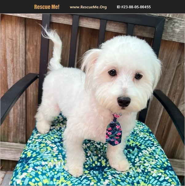 ADOPT 23080500455 ~ Maltese Rescue ~ Fort Myers, FL