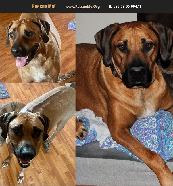 ADOPT 23080500471 ~ Rhodesian Ridgeback Rescue ~ Casa Grande, AZ