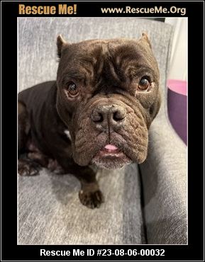 - California Bulldog Rescue - ADOPTIONS - Rescue Me!