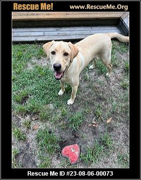 - Florida Lab Rescue - ADOPTIONS - Rescue Me!