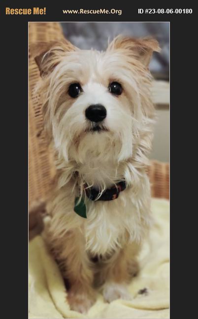 ADOPT 23080600180 ~ Yorkie Rescue ~ Bakersfield, CA